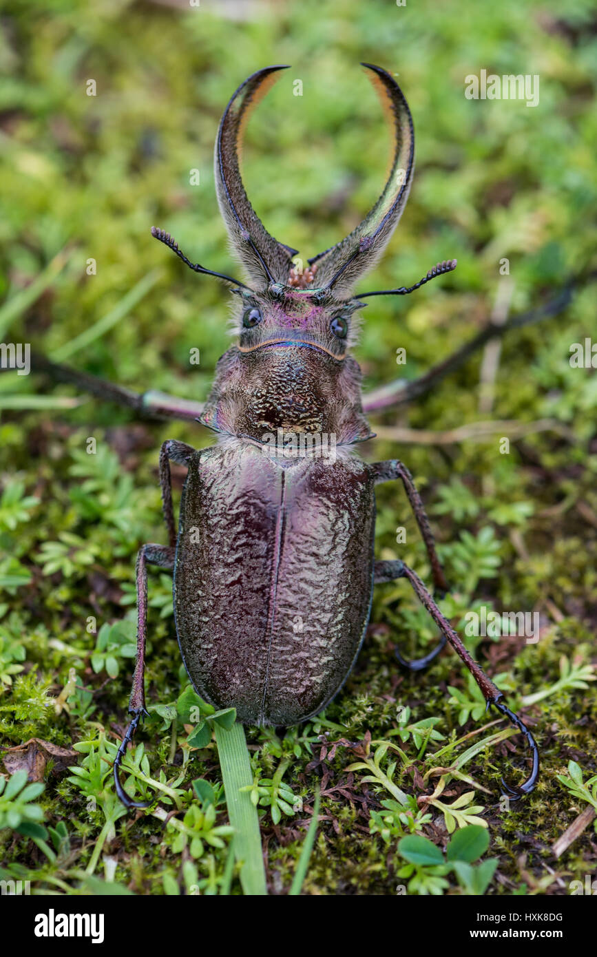 Ein männlicher Sphaenognathus Feisthameli Käfer in den Wald von Nord ...