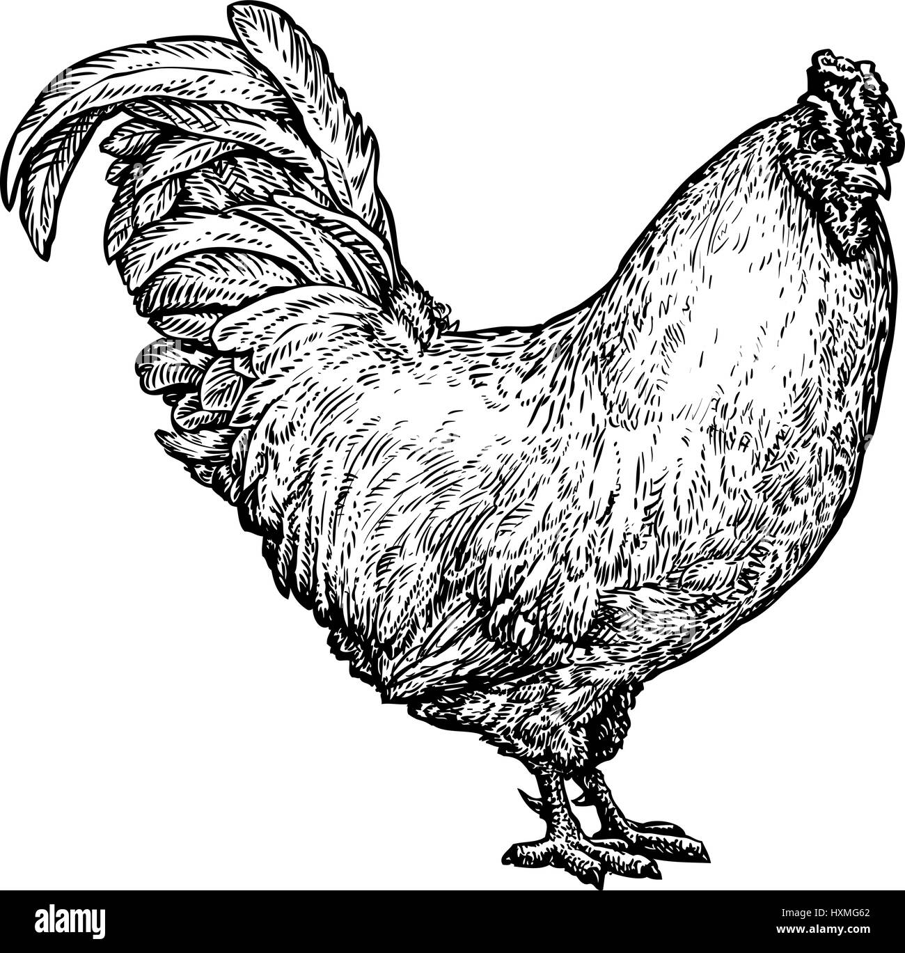 Hand gezeichnet Hahn, Hahn. Auf dem Bauernhof Tier, Huhn, Hahn, Vogel ...