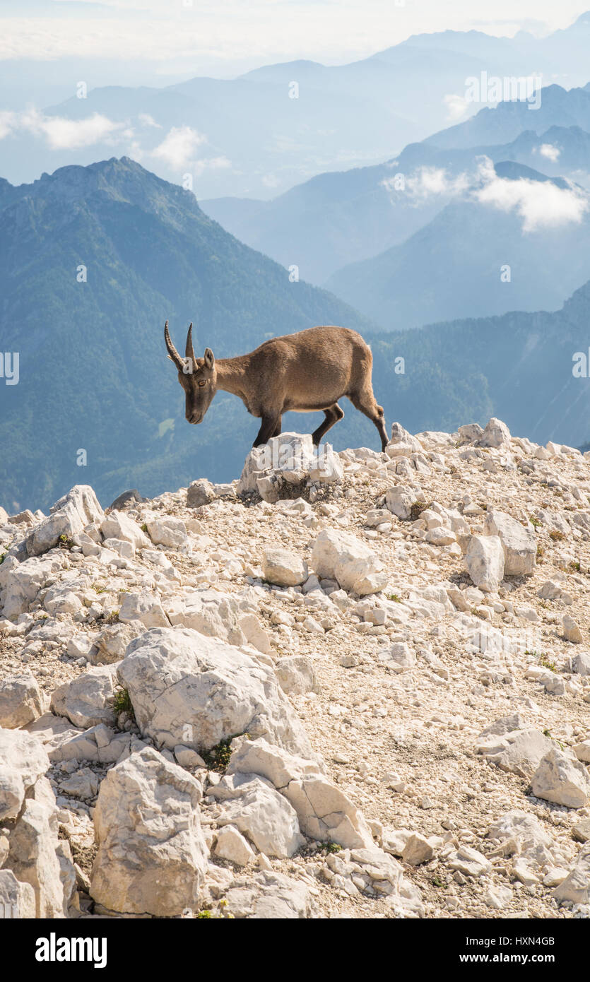 Ziege in der natur -Fotos und -Bildmaterial in hoher Auflösung – Alamy