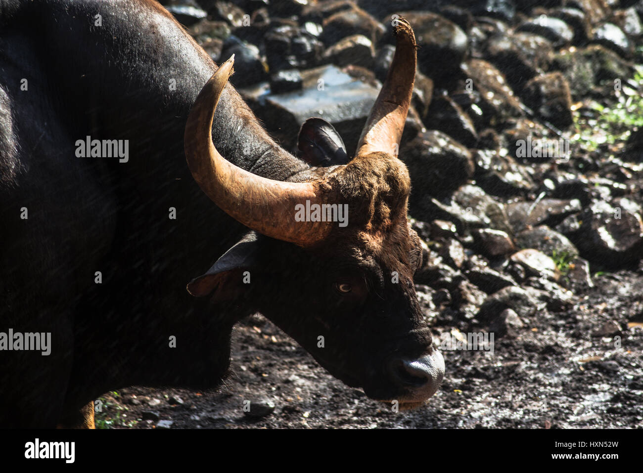 Indien bison -Fotos und -Bildmaterial in hoher Auflösung – Alamy