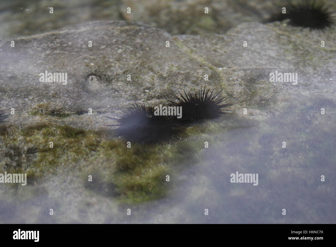 Nerz fakten -Fotos und -Bildmaterial in hoher Auflösung – Alamy
