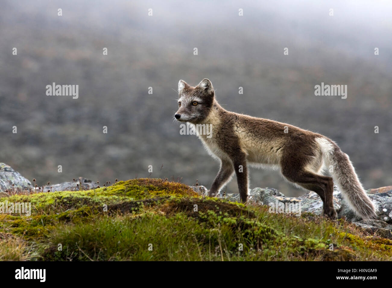 Fuchs Terrier Stockfotos und -bilder Kaufen - Alamy
