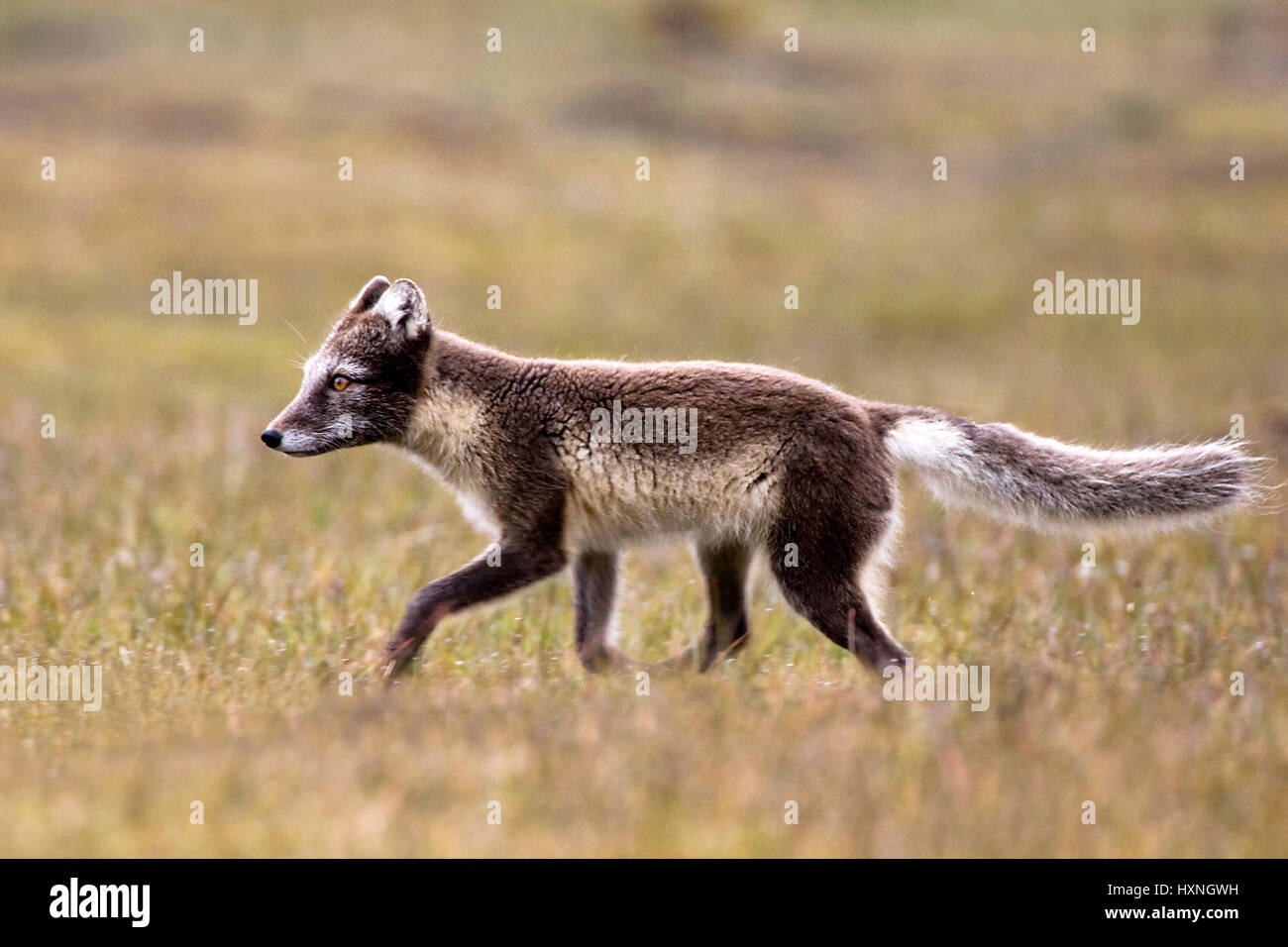 Fuchs terrier -Fotos und -Bildmaterial in hoher Auflösung – Alamy