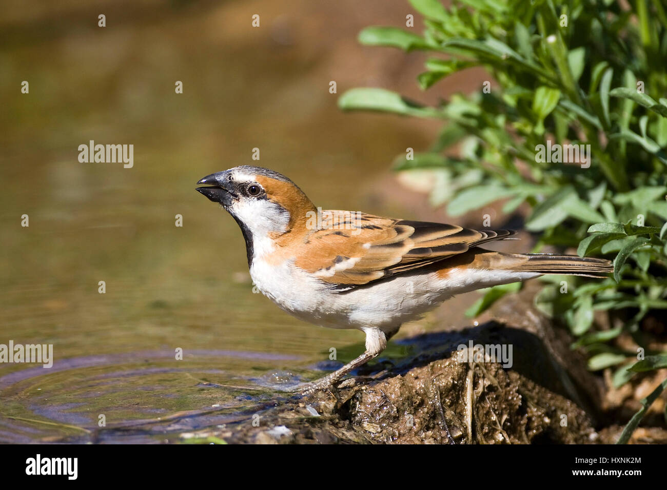 Passer motitensis -Fotos und -Bildmaterial in hoher Auflösung – Alamy