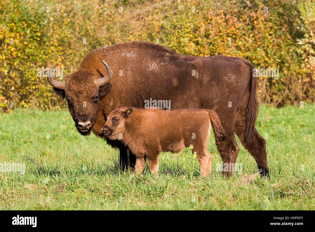 Wisent kuh mit kalb -Fotos und -Bildmaterial in hoher Auflösung – Alamy