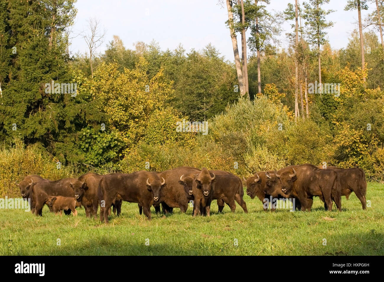 Bison-Herde in Masuren, Polen, Wisent-Herde in Masuren, Polen ...