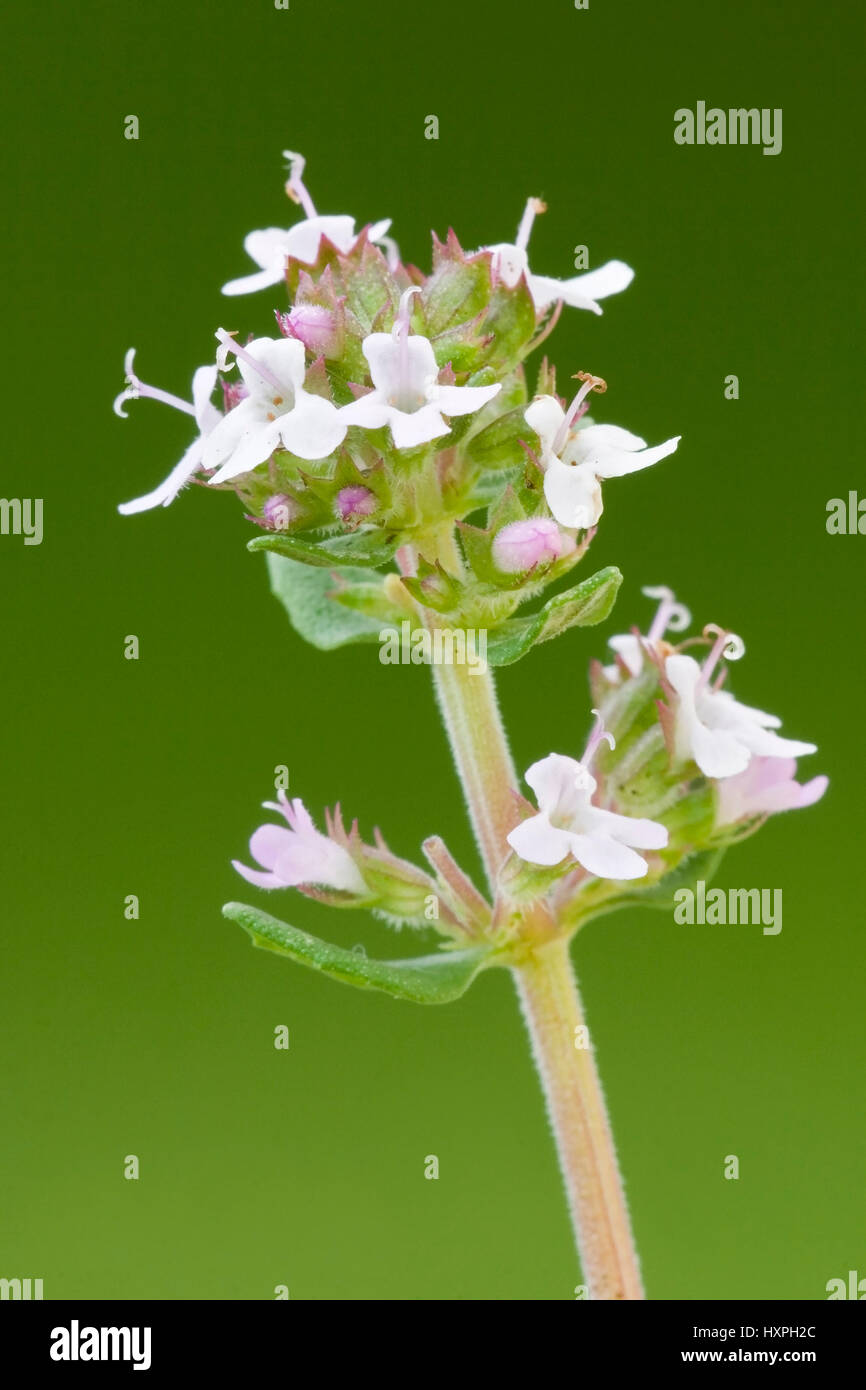 Real thyme thymus vulgaris -Fotos und -Bildmaterial in hoher Auflösung ...