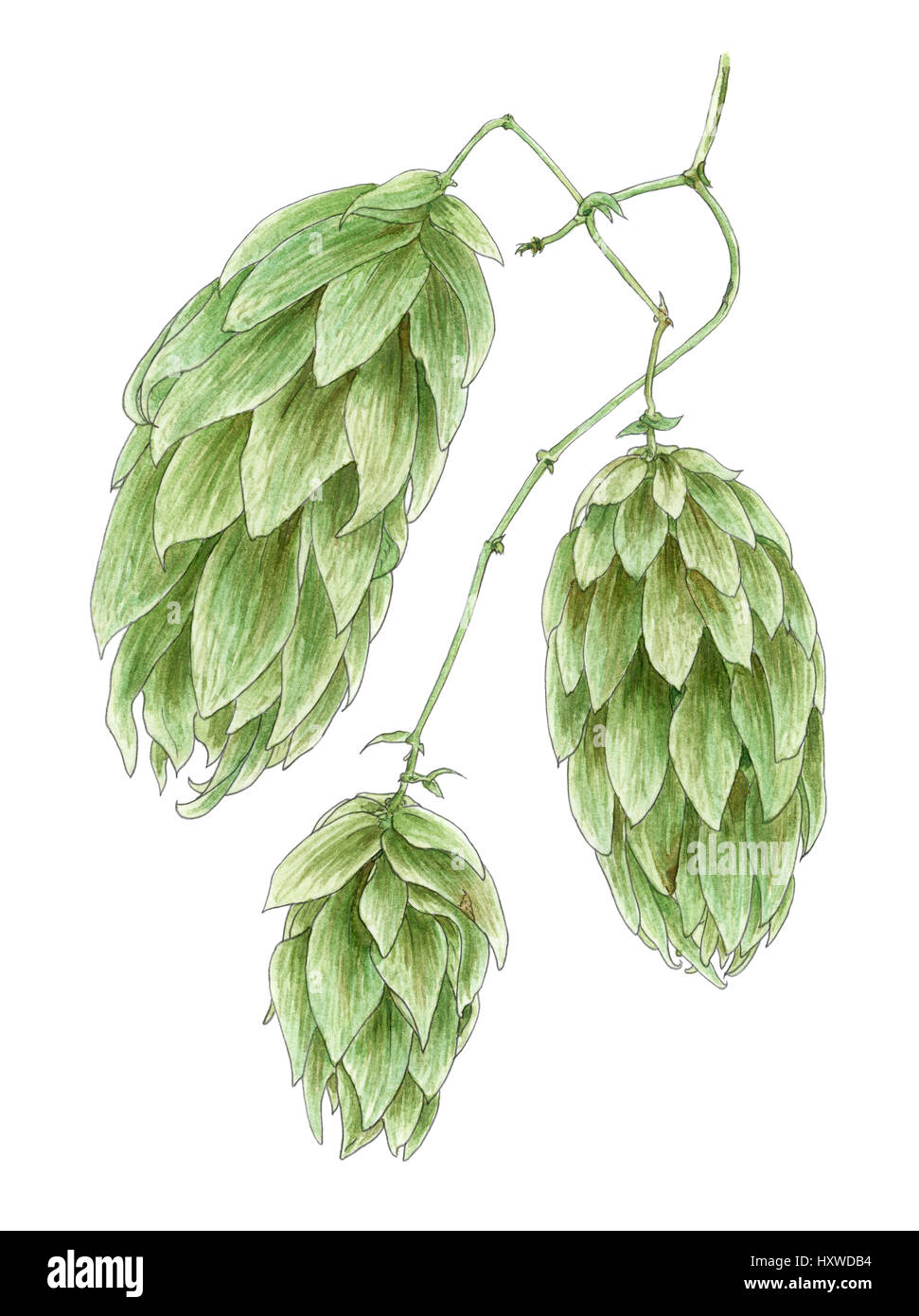 Hop humulus lupulus illustration Ausgeschnittene Stockfotos und -bilder ...