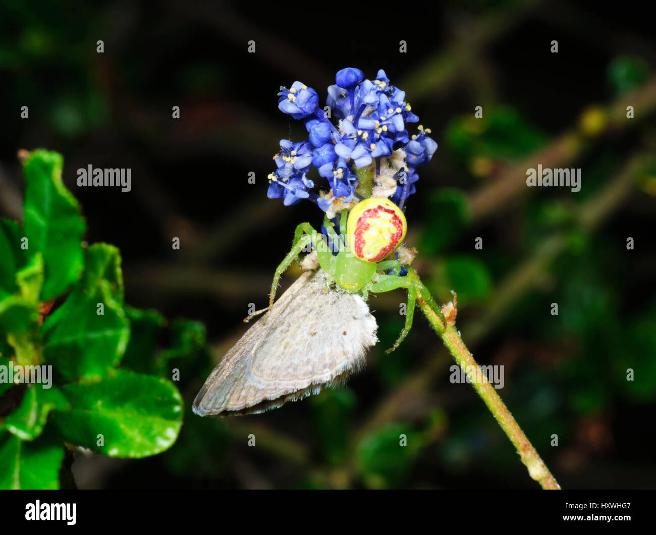 Krabben Sie-Spider oder Flower-Spinne (Lehtinelagia Evanida) mit ...