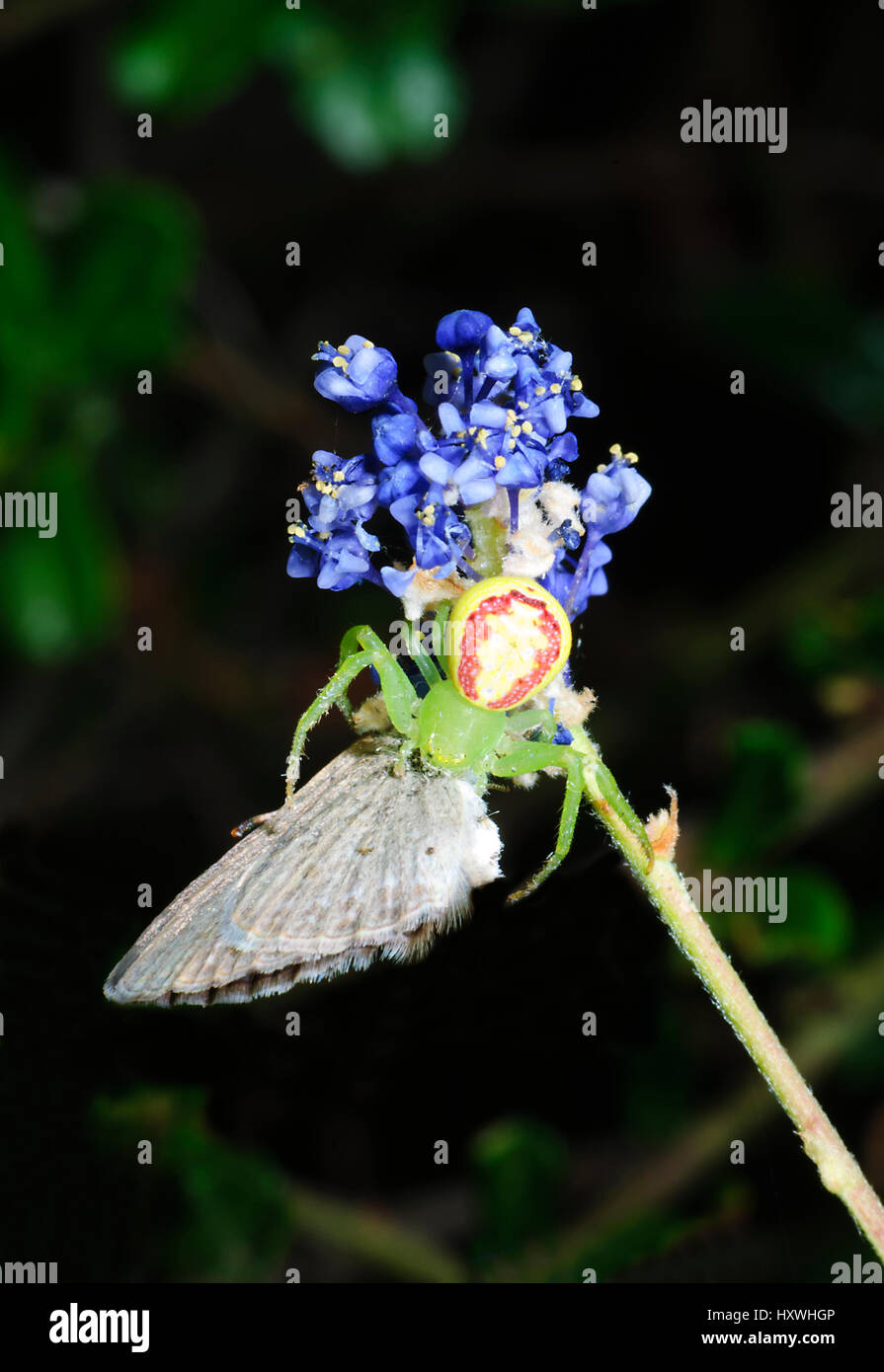 Krabben Sie-Spider oder Flower-Spinne (Lehtinelagia Evanida) mit ...