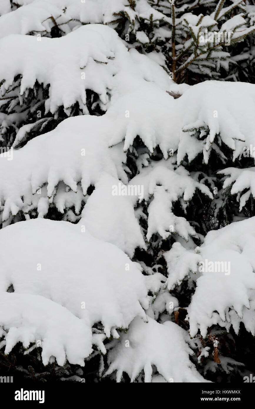 Snow covered firs -Fotos und -Bildmaterial in hoher Auflösung – Alamy