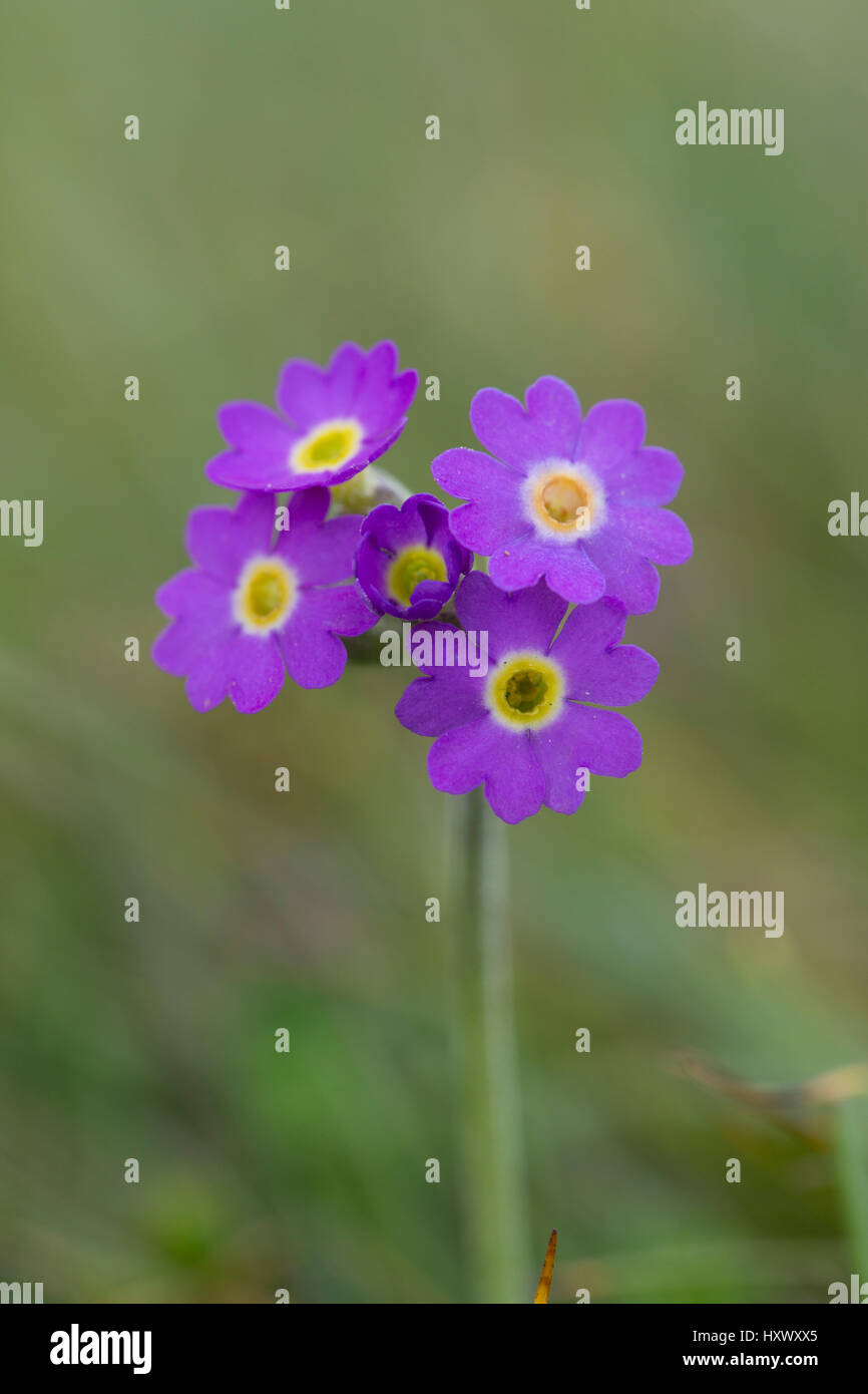 Scottish primrose -Fotos und -Bildmaterial in hoher Auflösung – Alamy