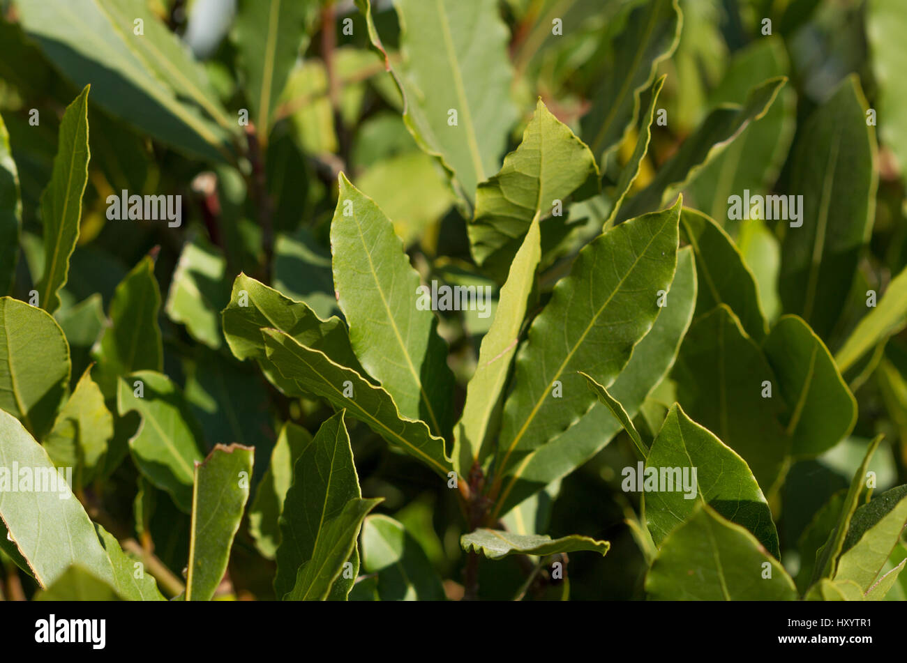 Bild der grünen Lorbeerbaum Blätter / Triebe (Lorbeer / Laurus Nobilis ...