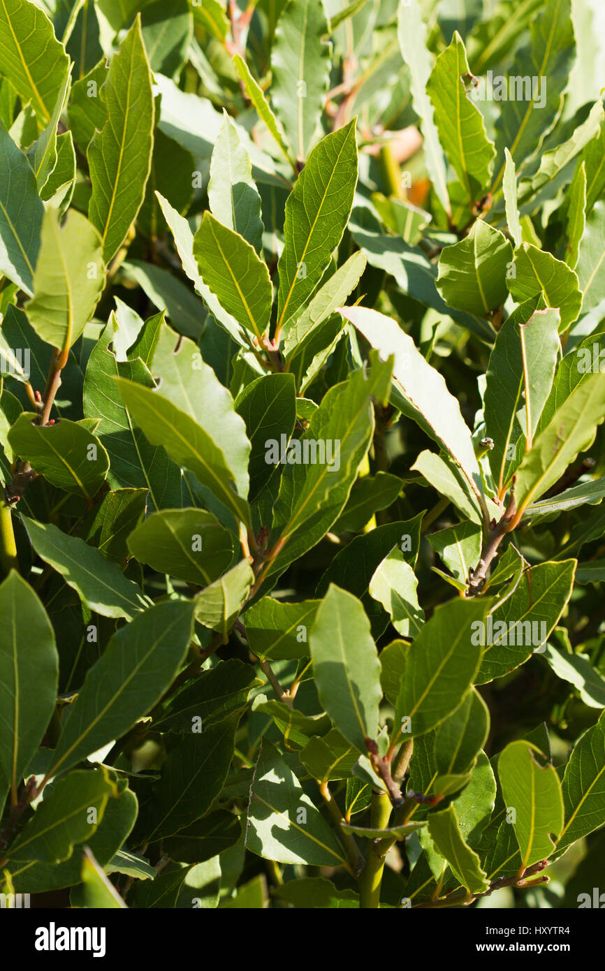 Laurus nobilis -Fotos und -Bildmaterial in hoher Auflösung – Alamy