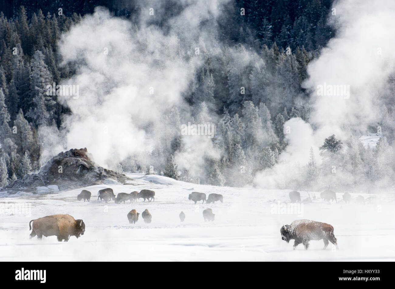 Amerikanischer Bison Stockfotos und -bilder Kaufen - Alamy