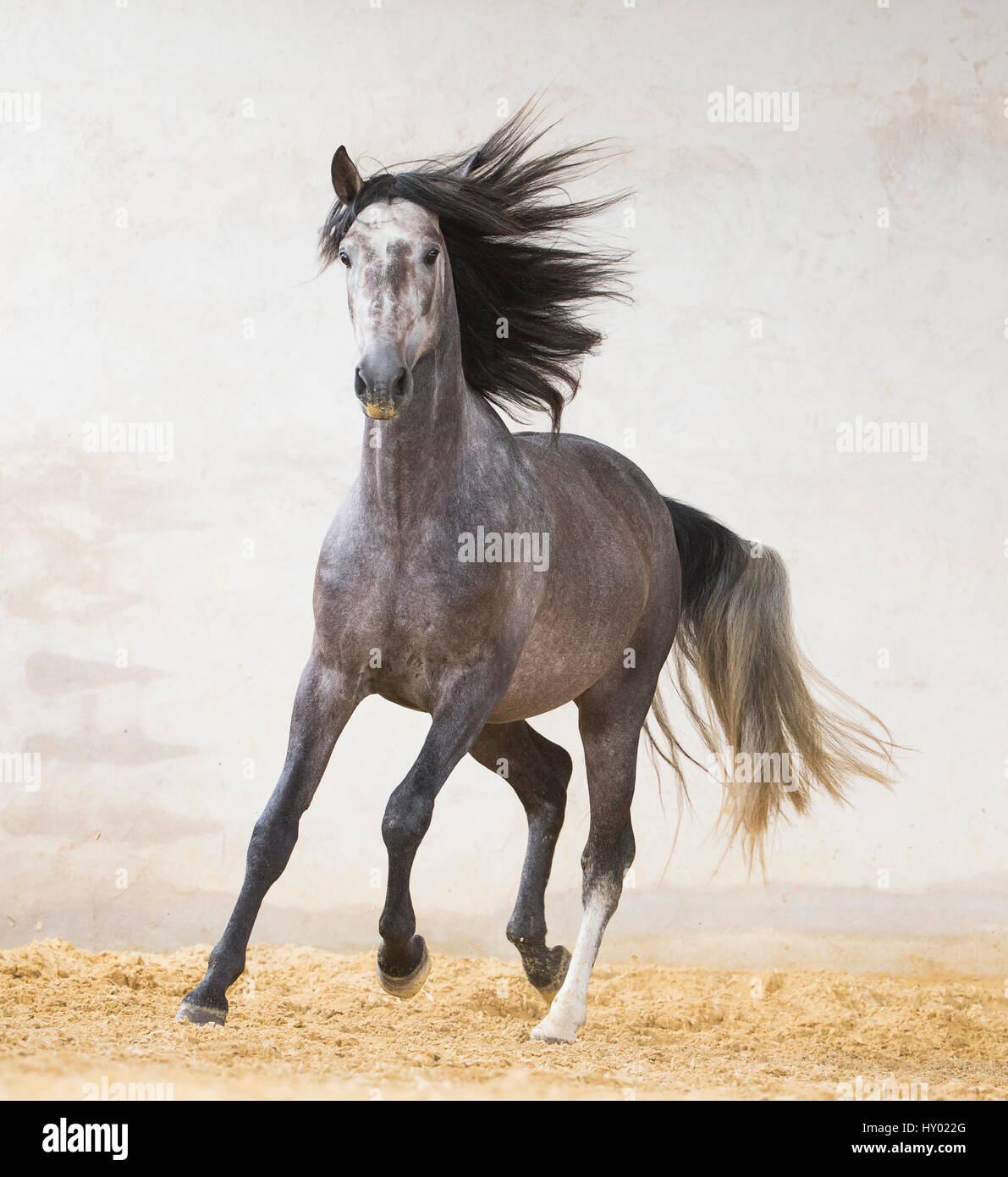 Dapple grey -Fotos und -Bildmaterial in hoher Auflösung – Alamy