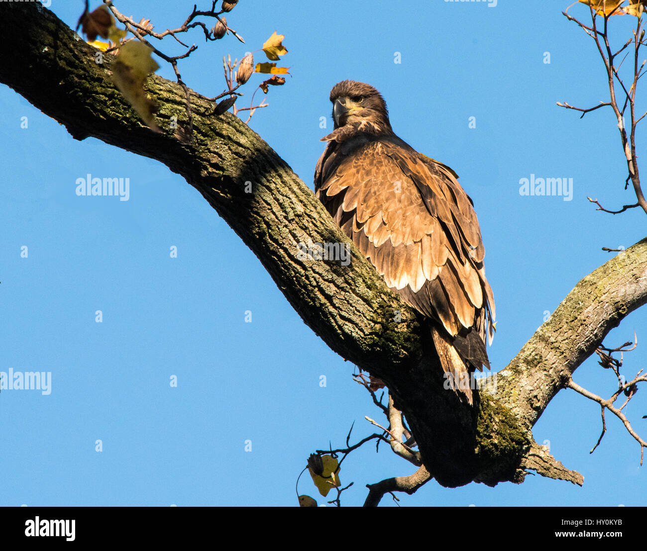 Baby adler -Fotos und -Bildmaterial in hoher Auflösung – Alamy