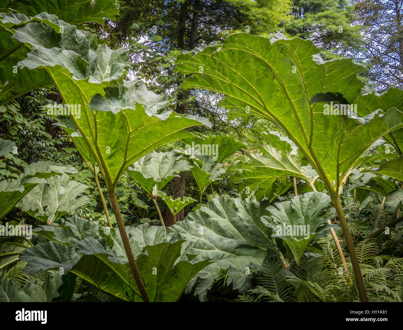 Unter gunnera manicata blatt -Fotos und -Bildmaterial in hoher ...