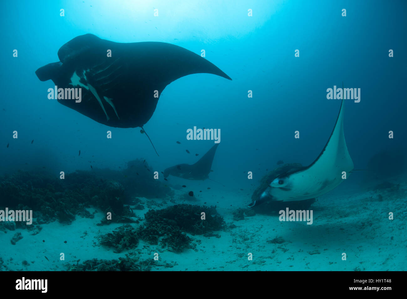 Parade der riesigen Mantarochen (Manta Birostris) bei Reinigungsstation ...