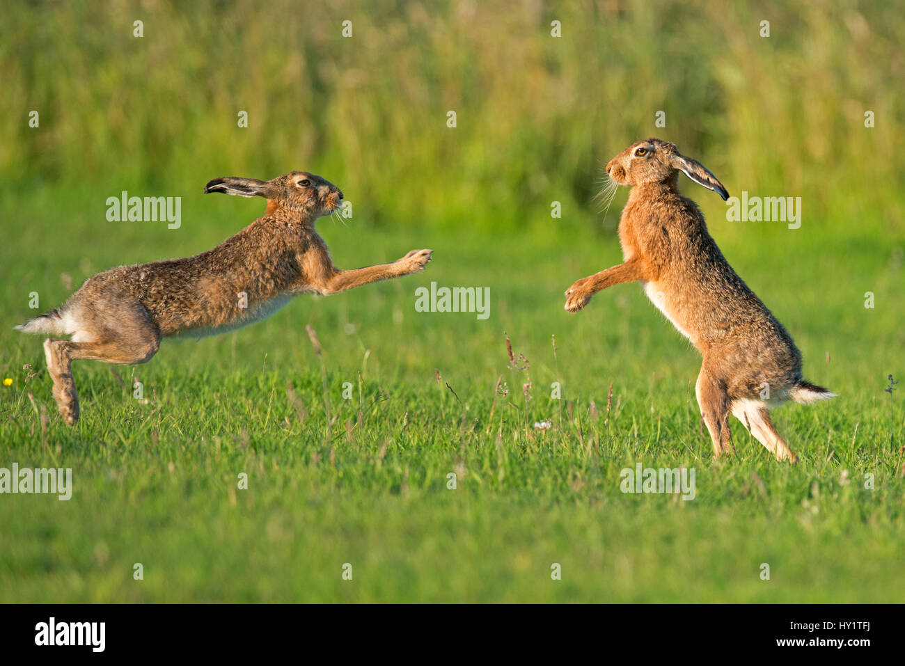Europäisches boxen -Fotos und -Bildmaterial in hoher Auflösung – Alamy