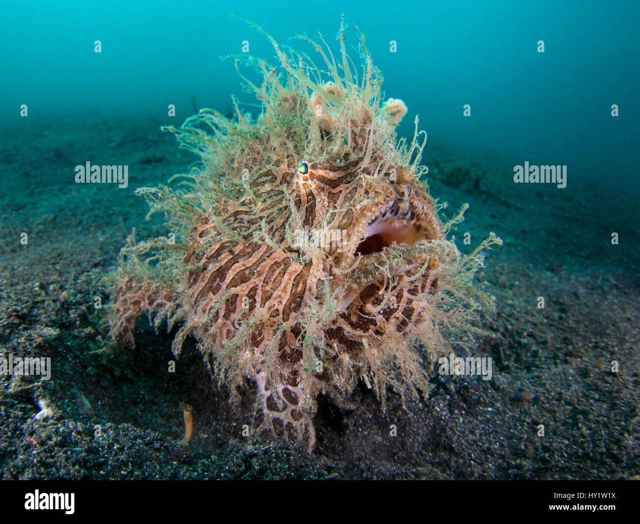 Striate anglerfish -Fotos und -Bildmaterial in hoher Auflösung – Alamy