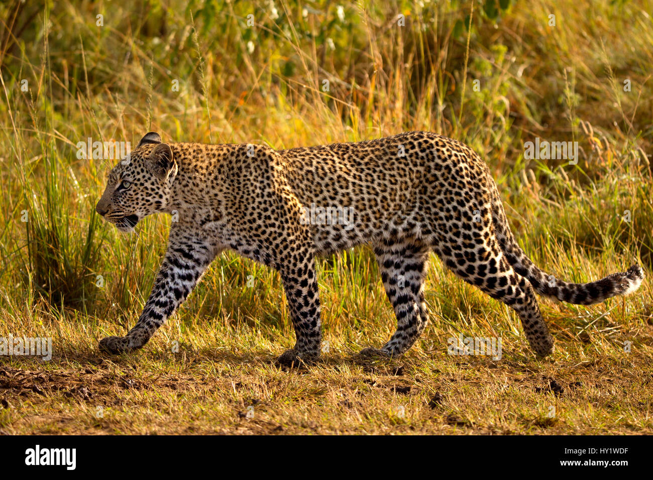Afrikanischer Leopard (Panthera Pardus) zu Fuß. Massai Mara, Kenia ...