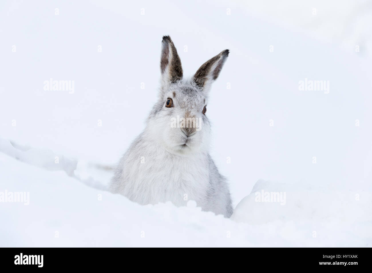 Berg Hase (Lepus Timidus) Erwachsene ruhen im Schnee Loch im Winter ...