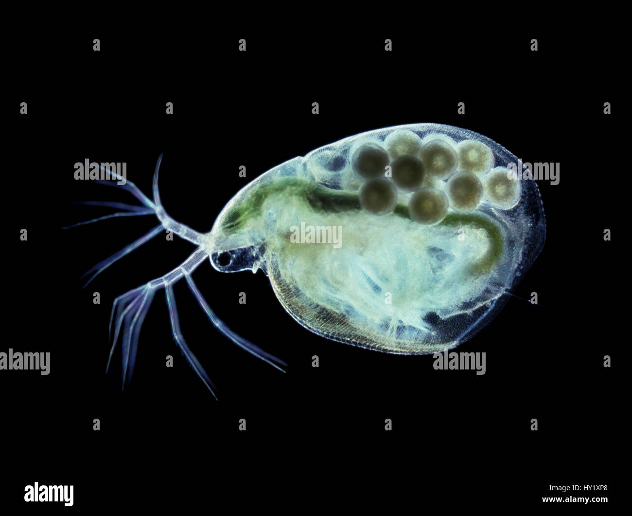 Daphnien sp -Fotos und -Bildmaterial in hoher Auflösung – Alamy