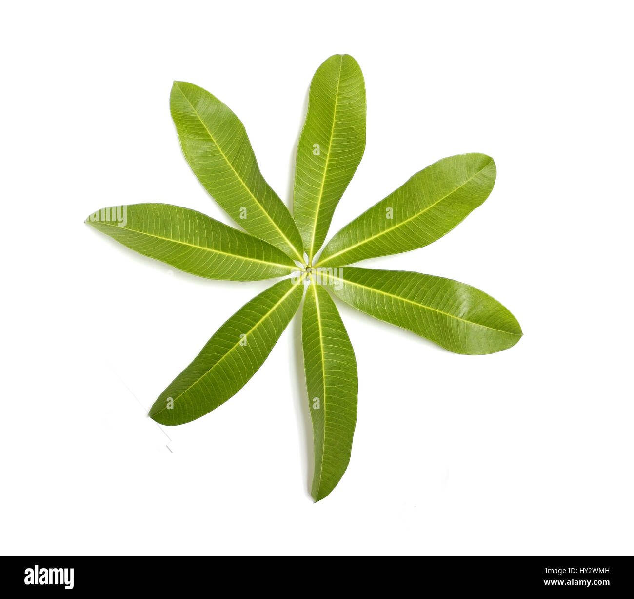 Sieben lappen -Fotos und -Bildmaterial in hoher Auflösung – Alamy