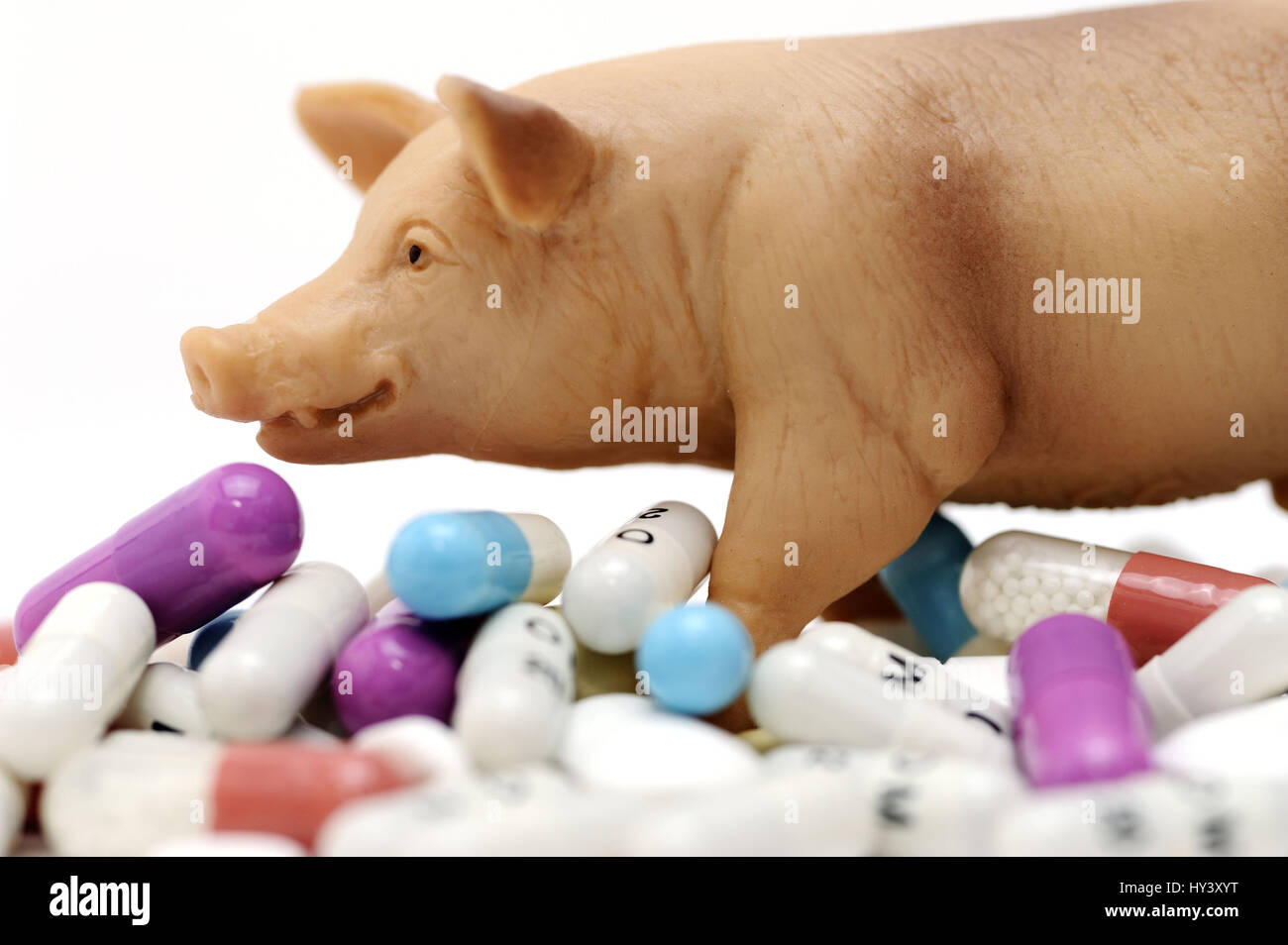 Miniature pig -Fotos und -Bildmaterial in hoher Auflösung – Alamy