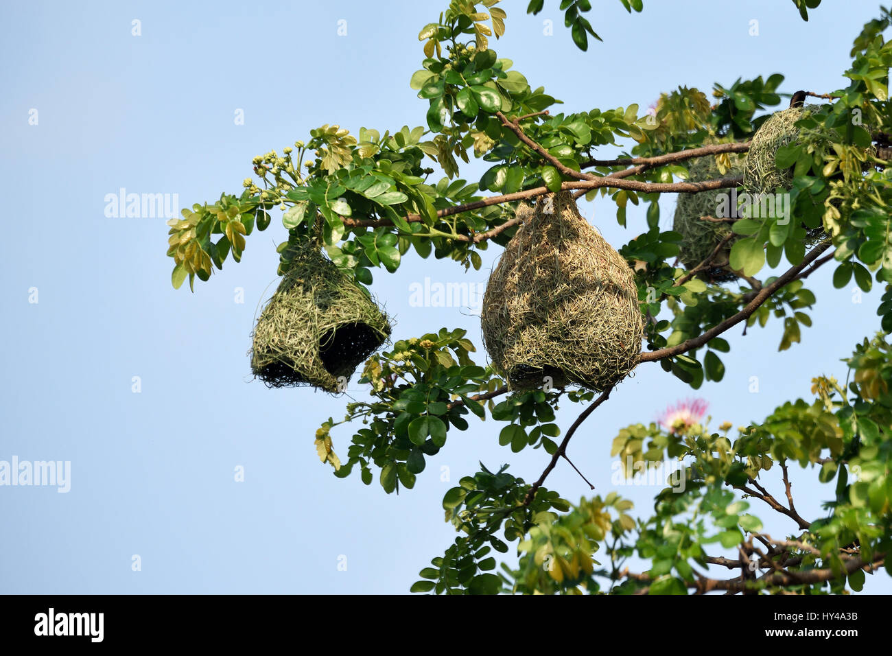 Baya weaver vogelnester -Fotos und -Bildmaterial in hoher Auflösung – Alamy