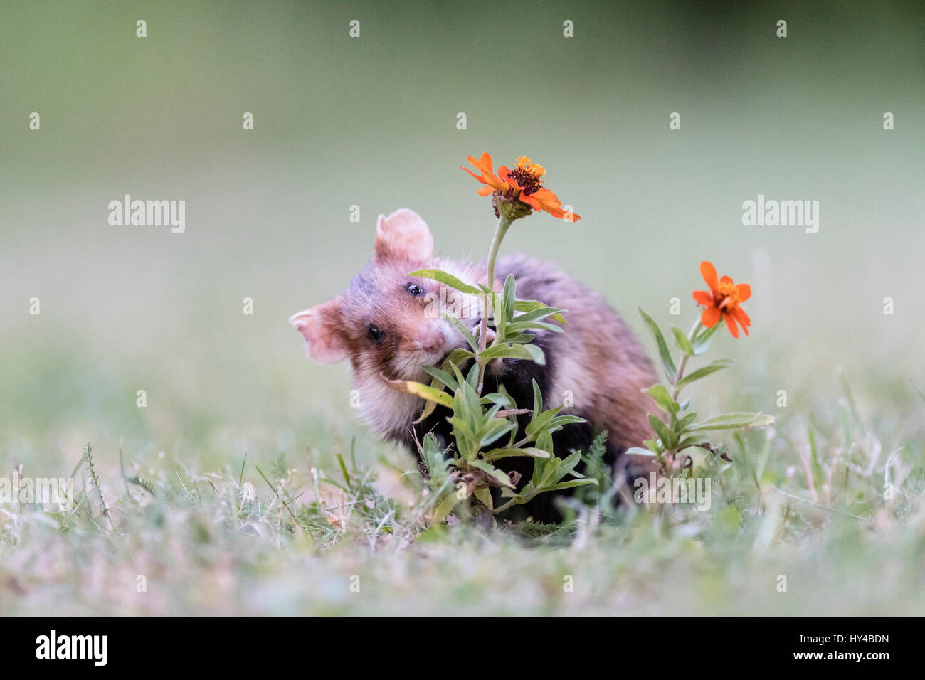 Cricetus im gras -Fotos und -Bildmaterial in hoher Auflösung – Alamy