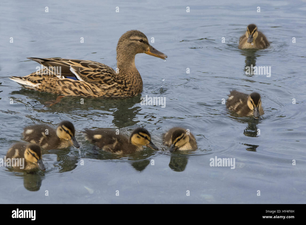 Mutter mit tierbaby -Fotos und -Bildmaterial in hoher Auflösung – Alamy