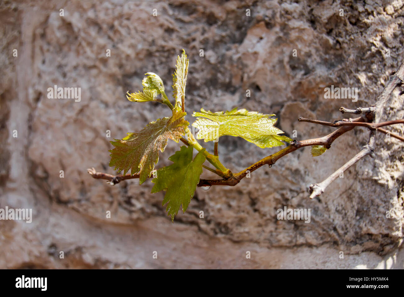 Weinranke rebe blatt -Fotos und -Bildmaterial in hoher Auflösung ...
