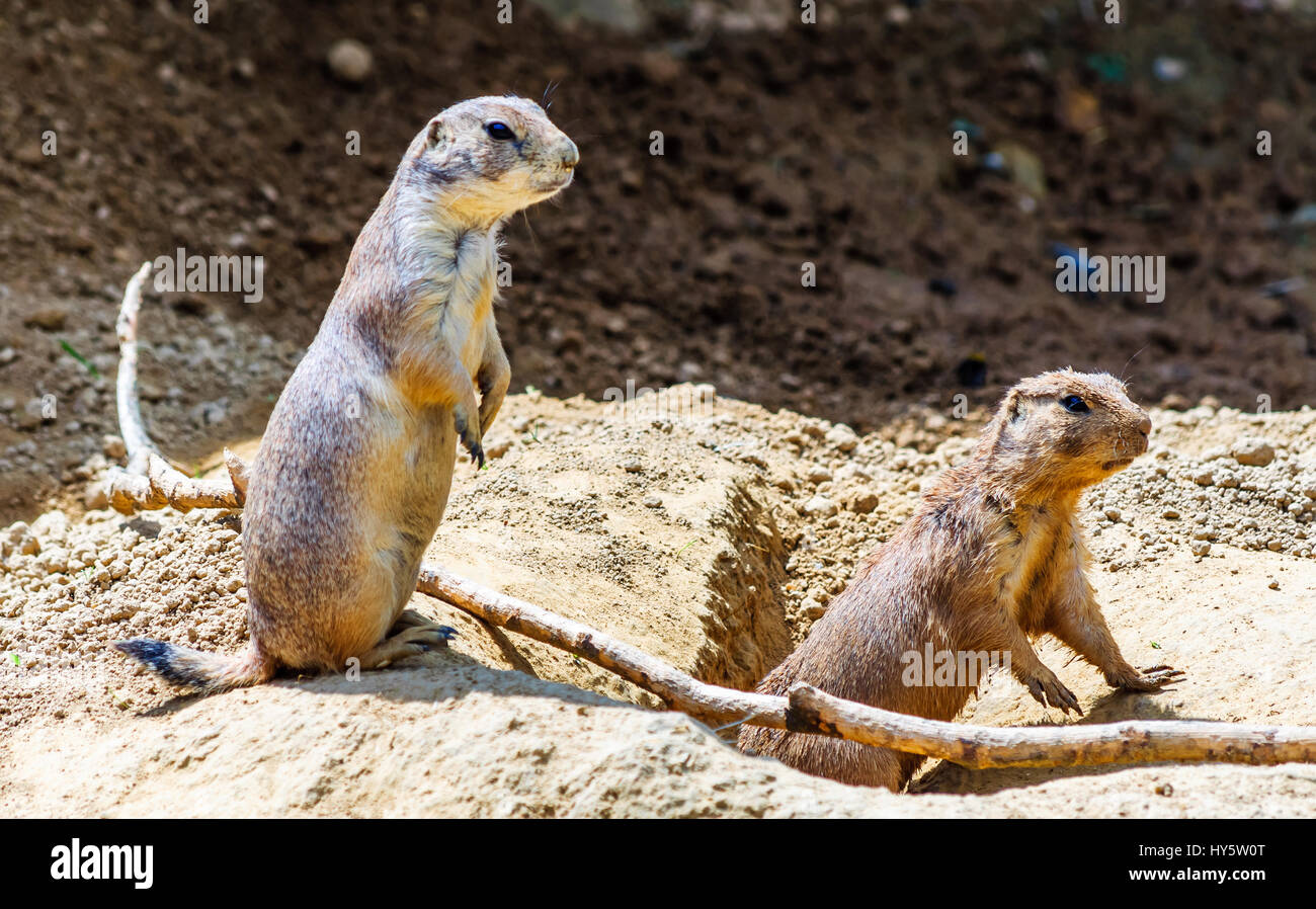 Murmeltier stehend -Fotos und -Bildmaterial in hoher Auflösung – Alamy