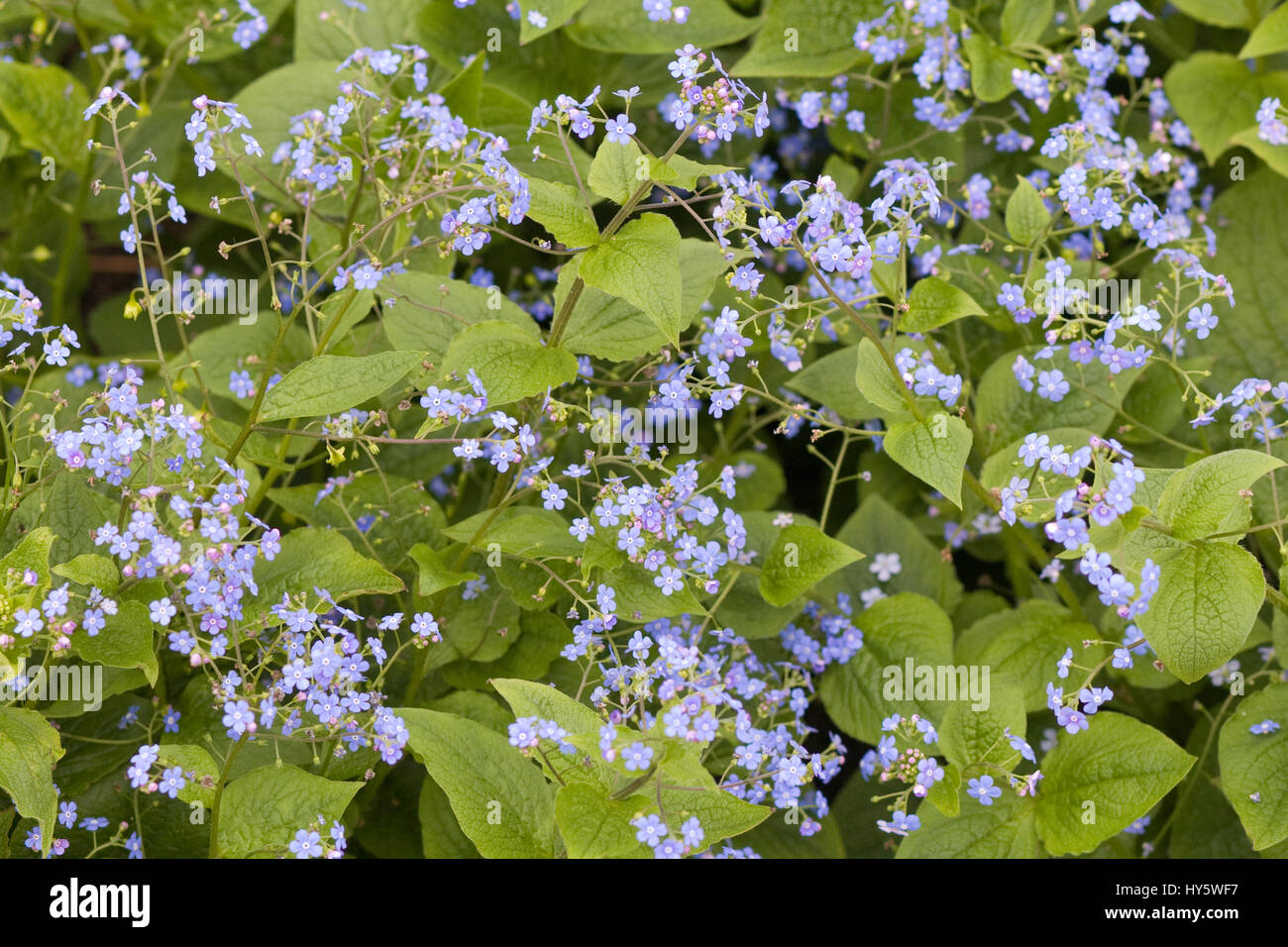Brunnera border -Fotos und -Bildmaterial in hoher Auflösung – Alamy