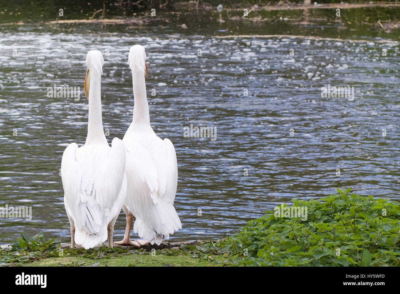 Freundliche pelikane im zentralen london -Fotos und -Bildmaterial in ...