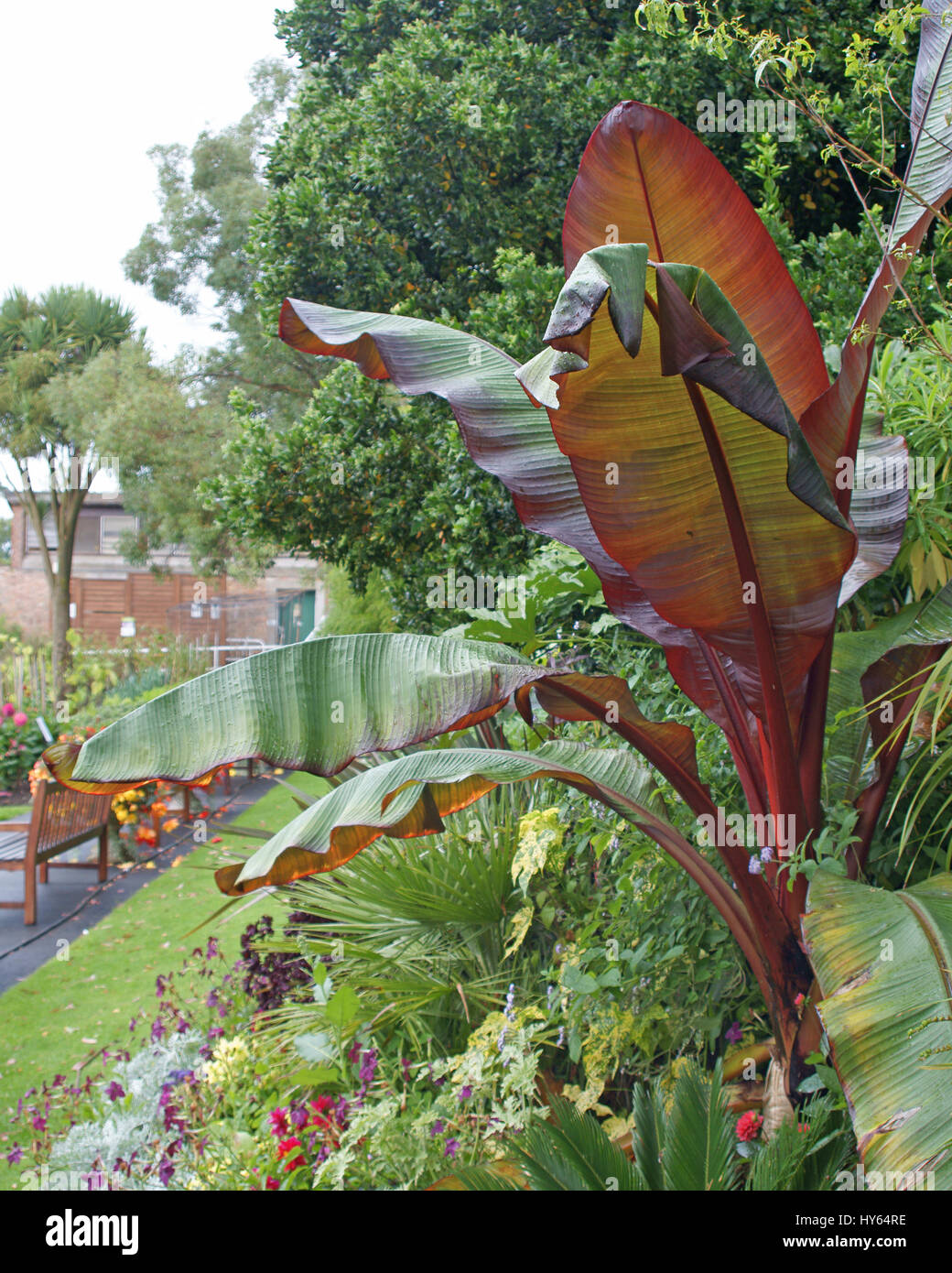 Ensete Ventricosum 'Maurelii' Stockfotografie - Alamy