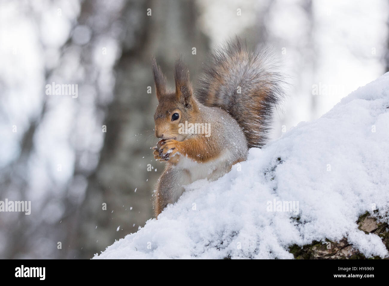 das Foto zeigt ein Eichhörnchen auf dem Baum Stockfotografie - Alamy