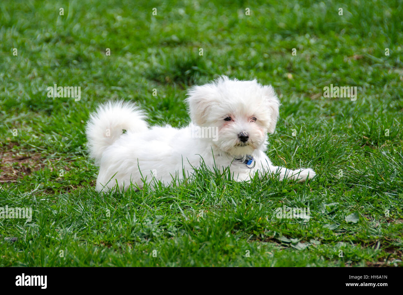 Mini malteser hund -Fotos und -Bildmaterial in hoher Auflösung – Alamy