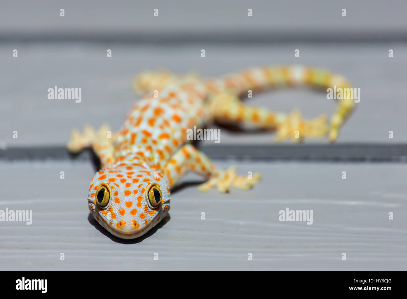 Tokay Gecko Gekko Gecko In Stockfotos und -bilder Kaufen - Alamy