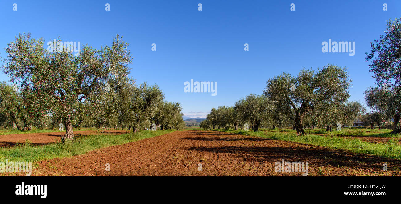 Olivenbaum landwirtschaft -Fotos und -Bildmaterial in hoher Auflösung ...