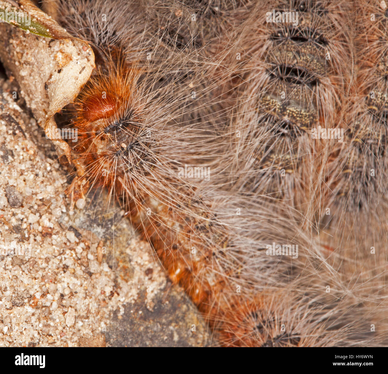 Pinienprozessionsspinner Raupen, Ochrogaster Lunifer Sy Teara Contraria ...