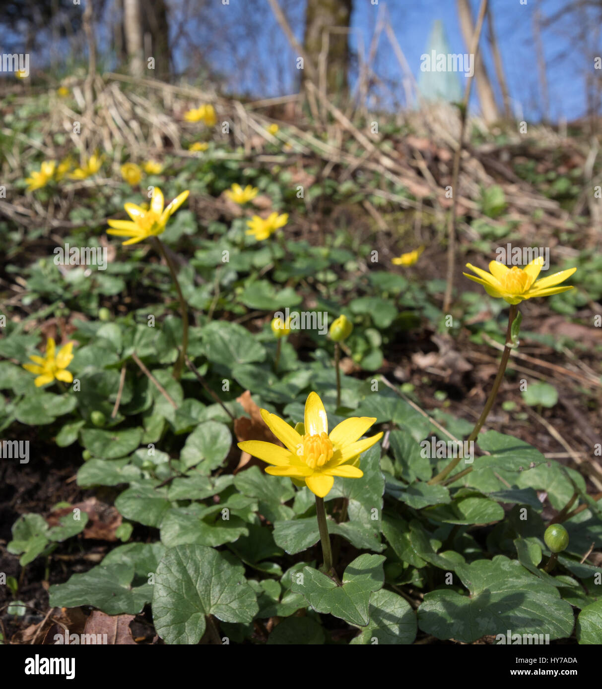 Blume Gelb Fruhling