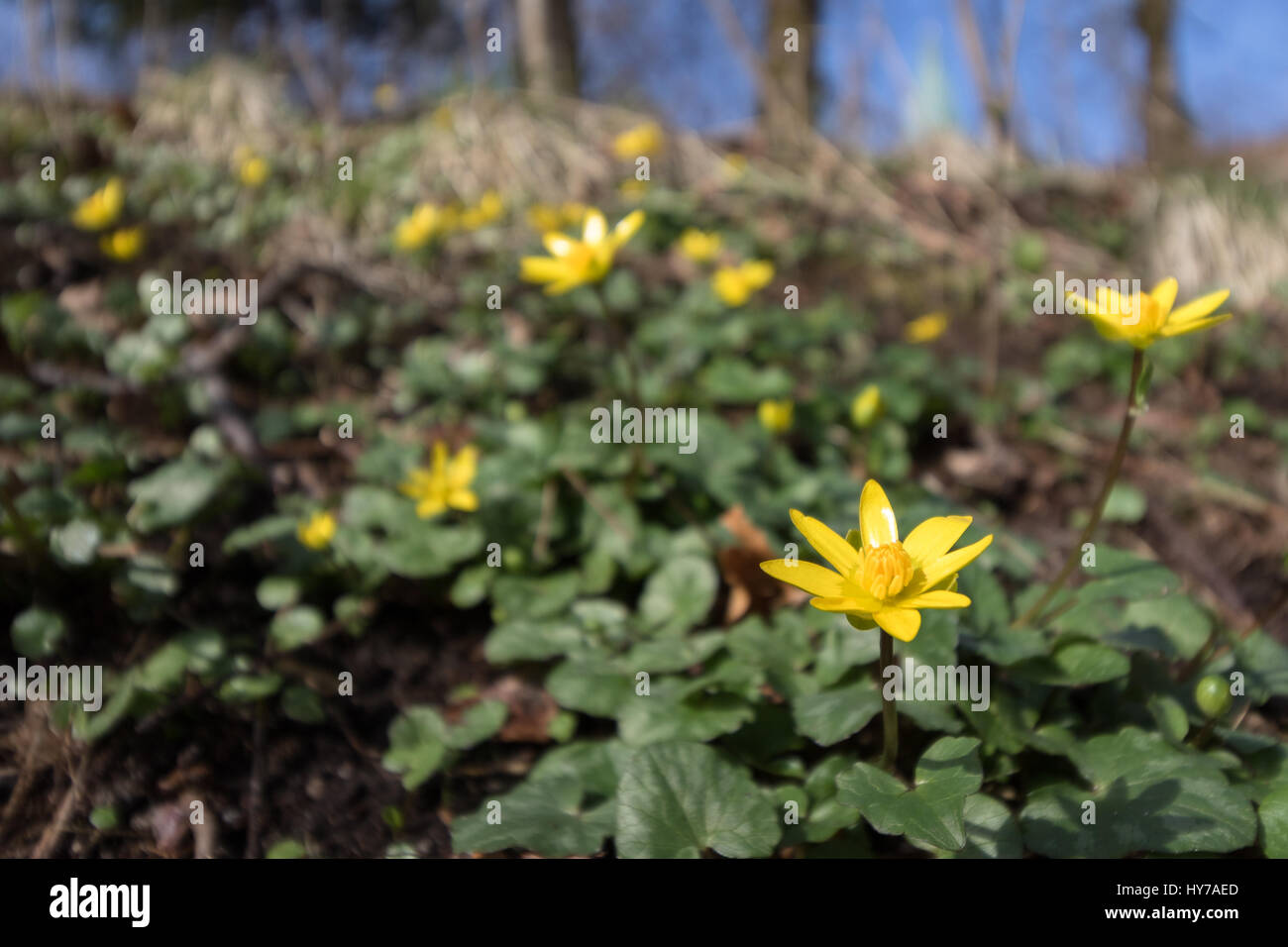 Blume Gelb Fruhling