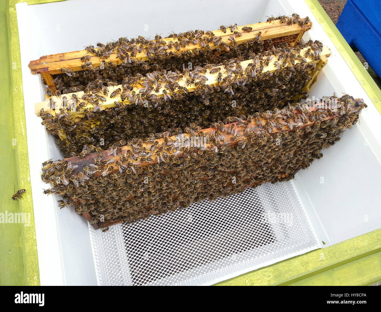 Langstroth bienenstock box -Fotos und -Bildmaterial in hoher Auflösung ...