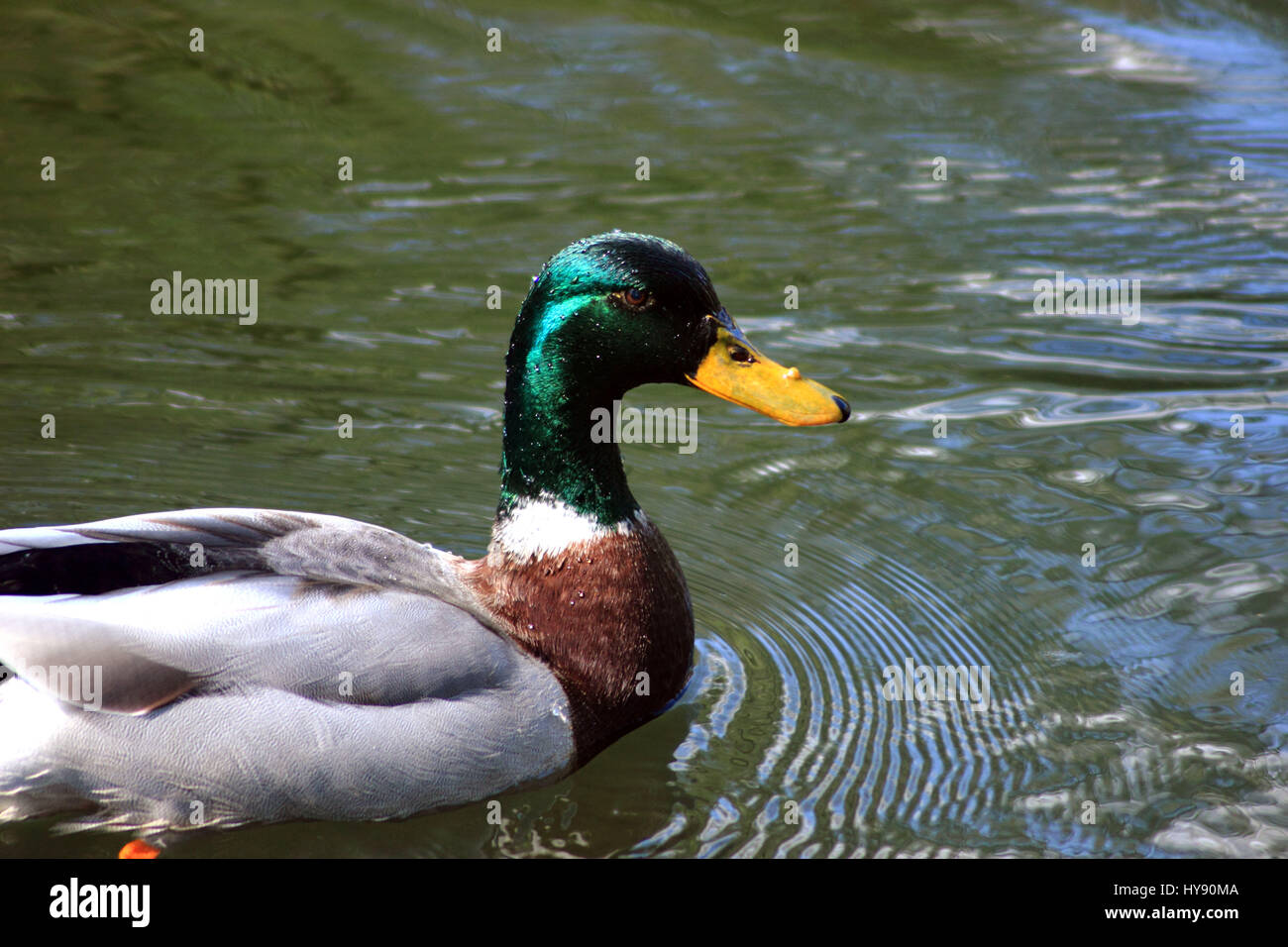 Schwimmende wildente -Fotos und -Bildmaterial in hoher Auflösung – Alamy