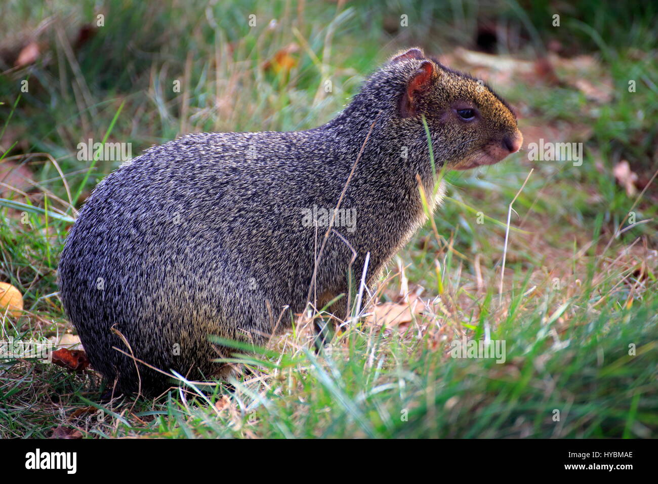 Costa rica aguti -Fotos und -Bildmaterial in hoher Auflösung – Alamy