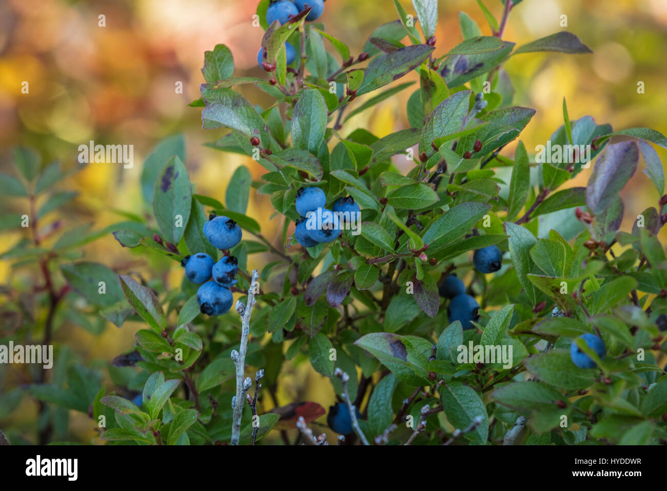 Heidelbeere Busch mit reifer Heidelbeeren darauf in freier Wildbahn in ...