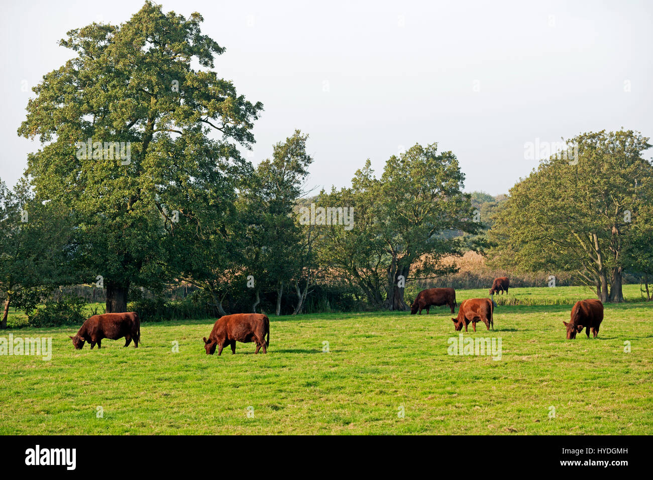 Rinderherde herden -Fotos und -Bildmaterial in hoher Auflösung – Alamy